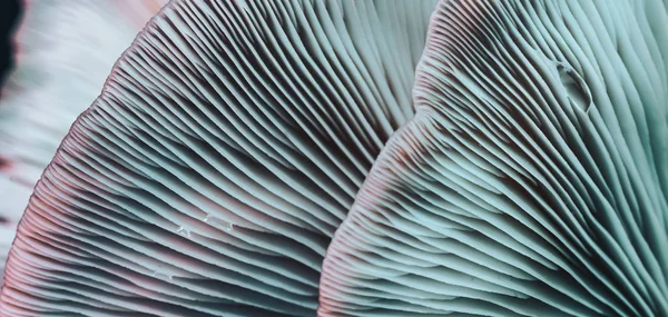 Beautiful mushrooms with color light background texture. Macro ...