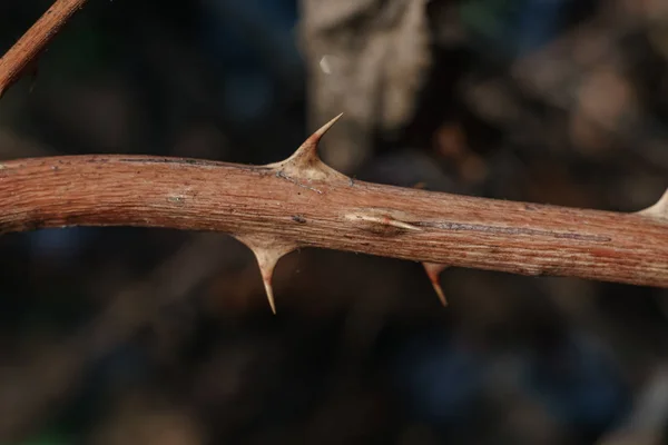 Vine thorns Stock Photos, Royalty Free Vine thorns Images | Depositphotos