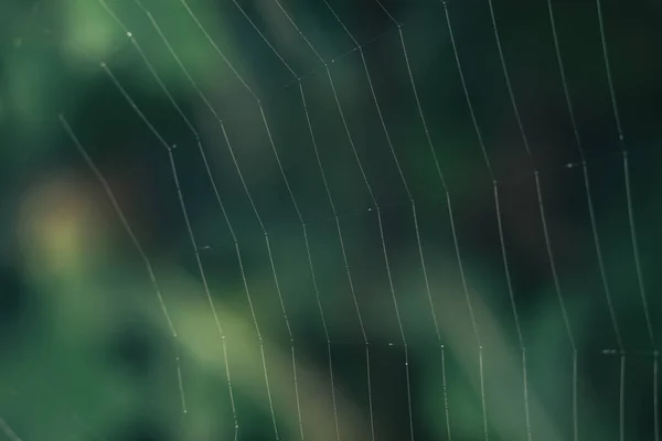 Spider web texture Stock Photos, Royalty Free Spider web texture Images ...