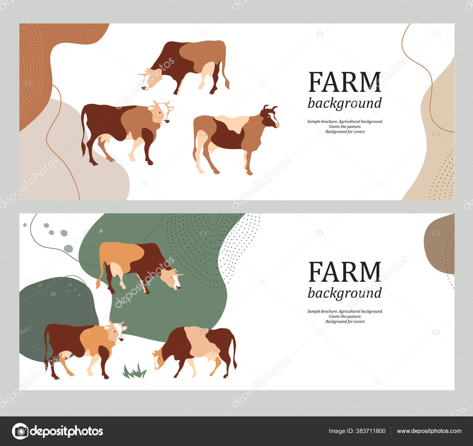Horizontal banners. Cows in the pasture. Silhouettes of cows Stock ...