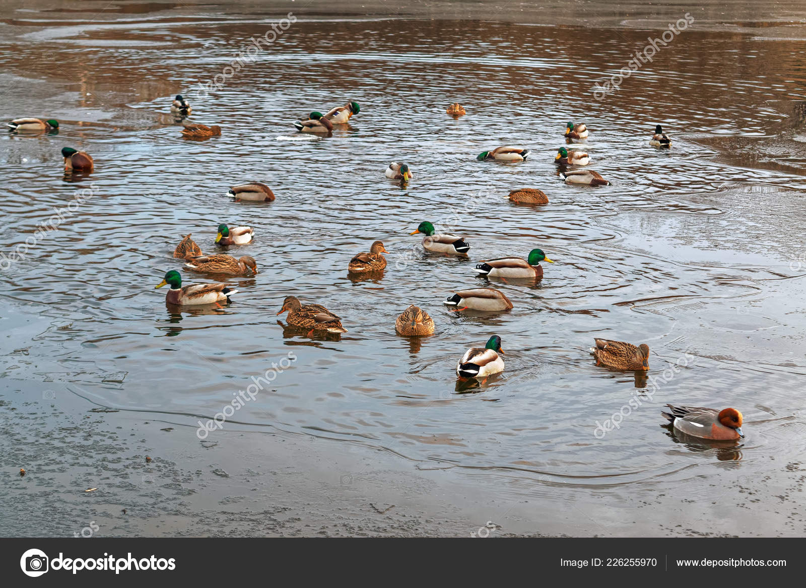 Drake Mareca Penelope Did Fly South Stayed Winter Anas Platyrhynchos ...