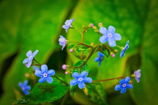 spring background forget-me-not flowers,shallow depth of field ...