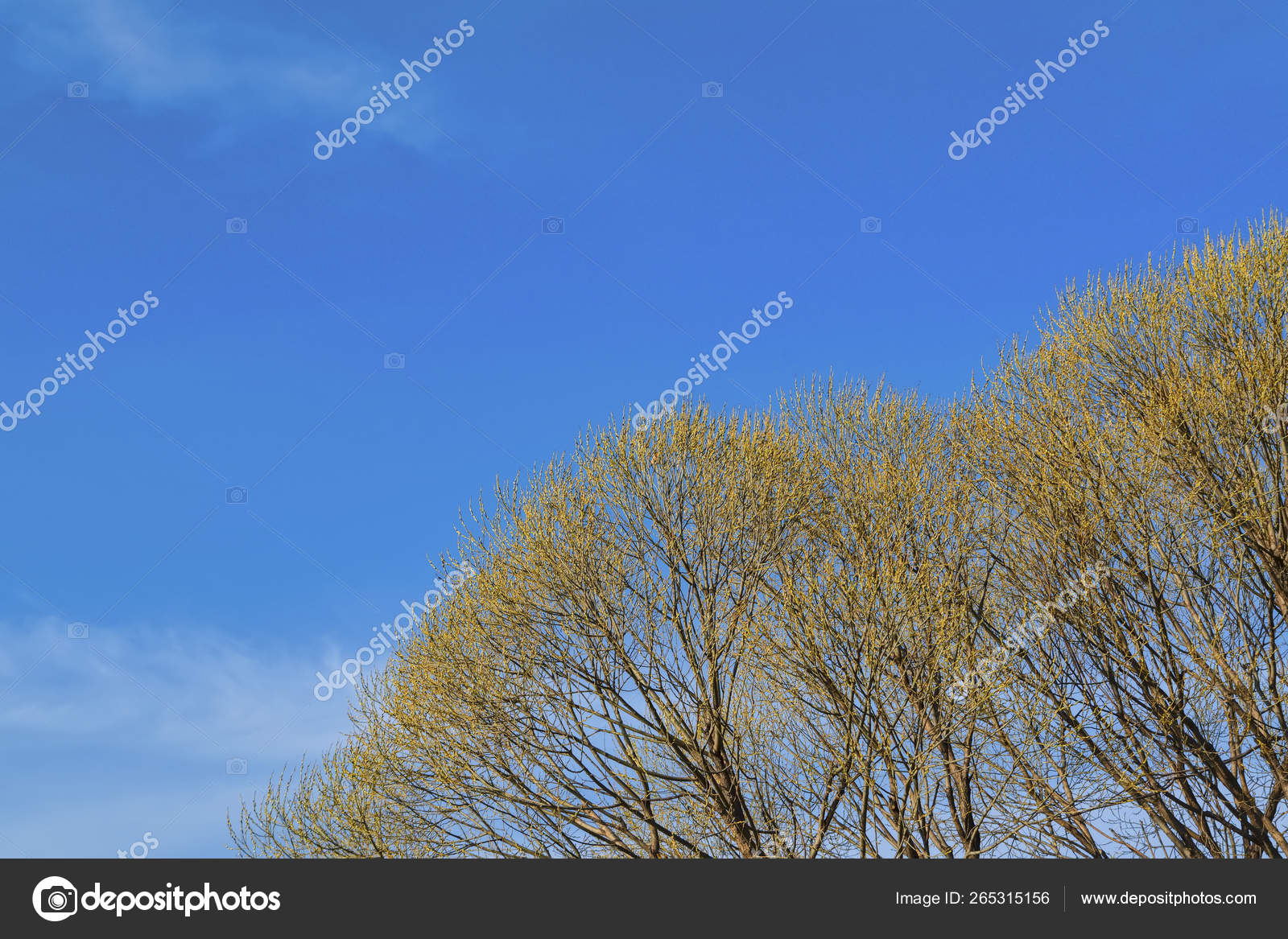 The crown of a tree with full buds against the blue spring sky. Stock ...