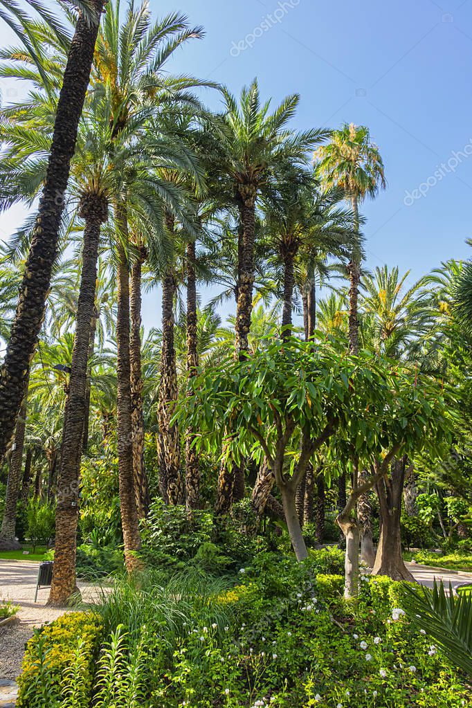 Spain city of Elche (Elx) is famous for the palm tree forests. Palmeral ...