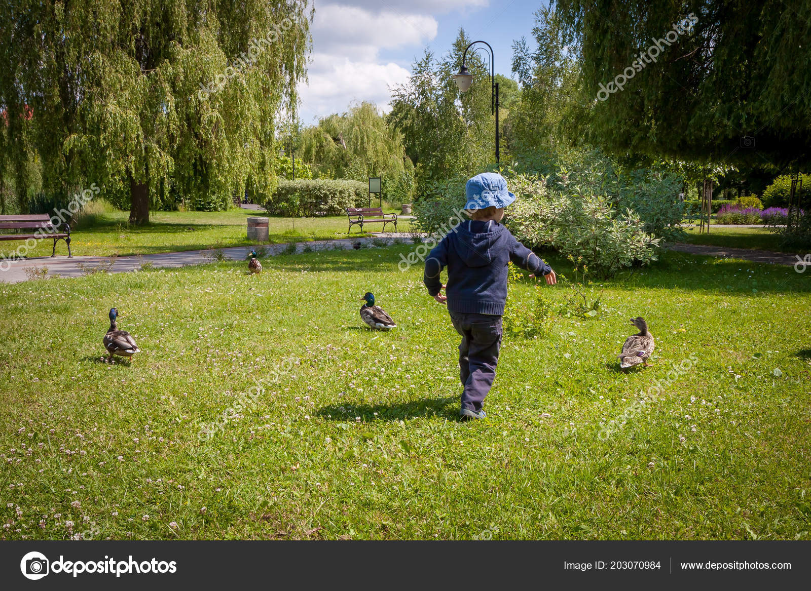 Boy Chasing Ducks Park ⬇ Stock Photo, Image by © jakubbednarek #203070984