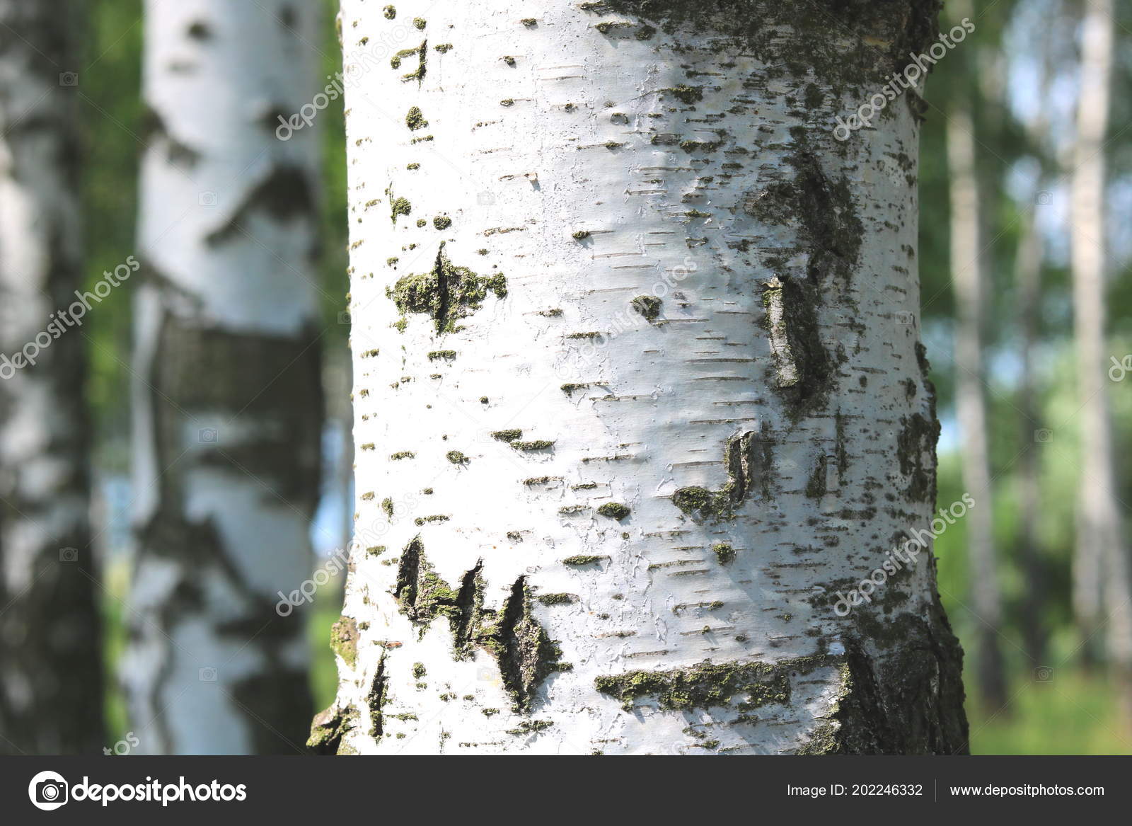 Paper Birch Tree