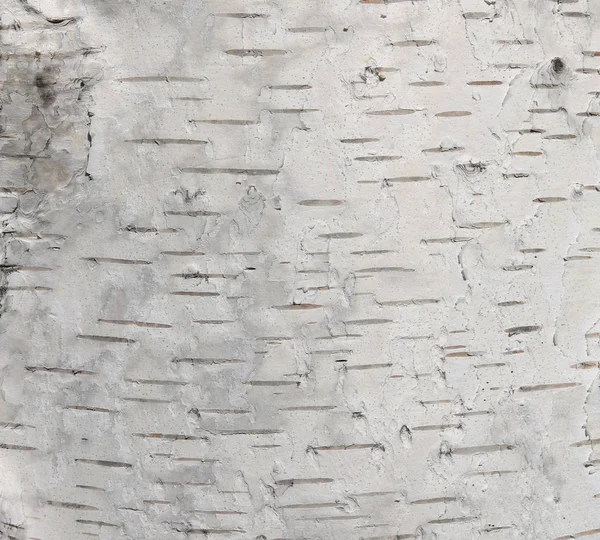 Birch bark background Stock Photos, Royalty Free Birch bark background Images | Depositphotos