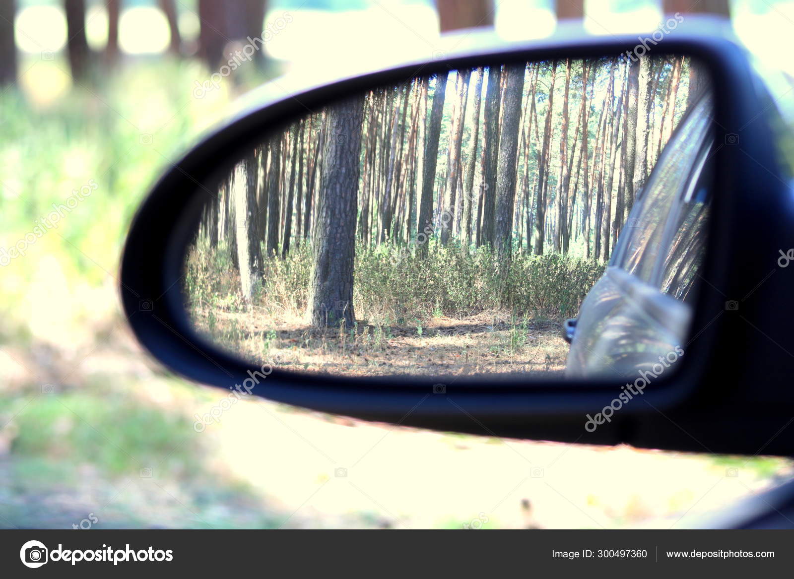 Car Mirror Image Summer Pine Forest Reflection Good Clear Summer ...