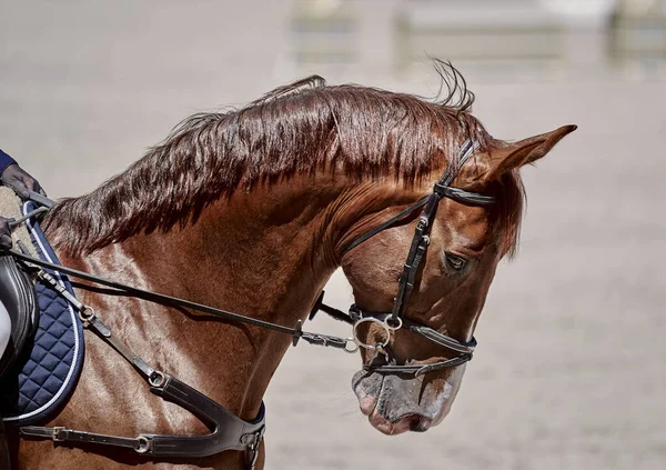 Red horse performs in show jumping competitions - Stock Image - Everypixel