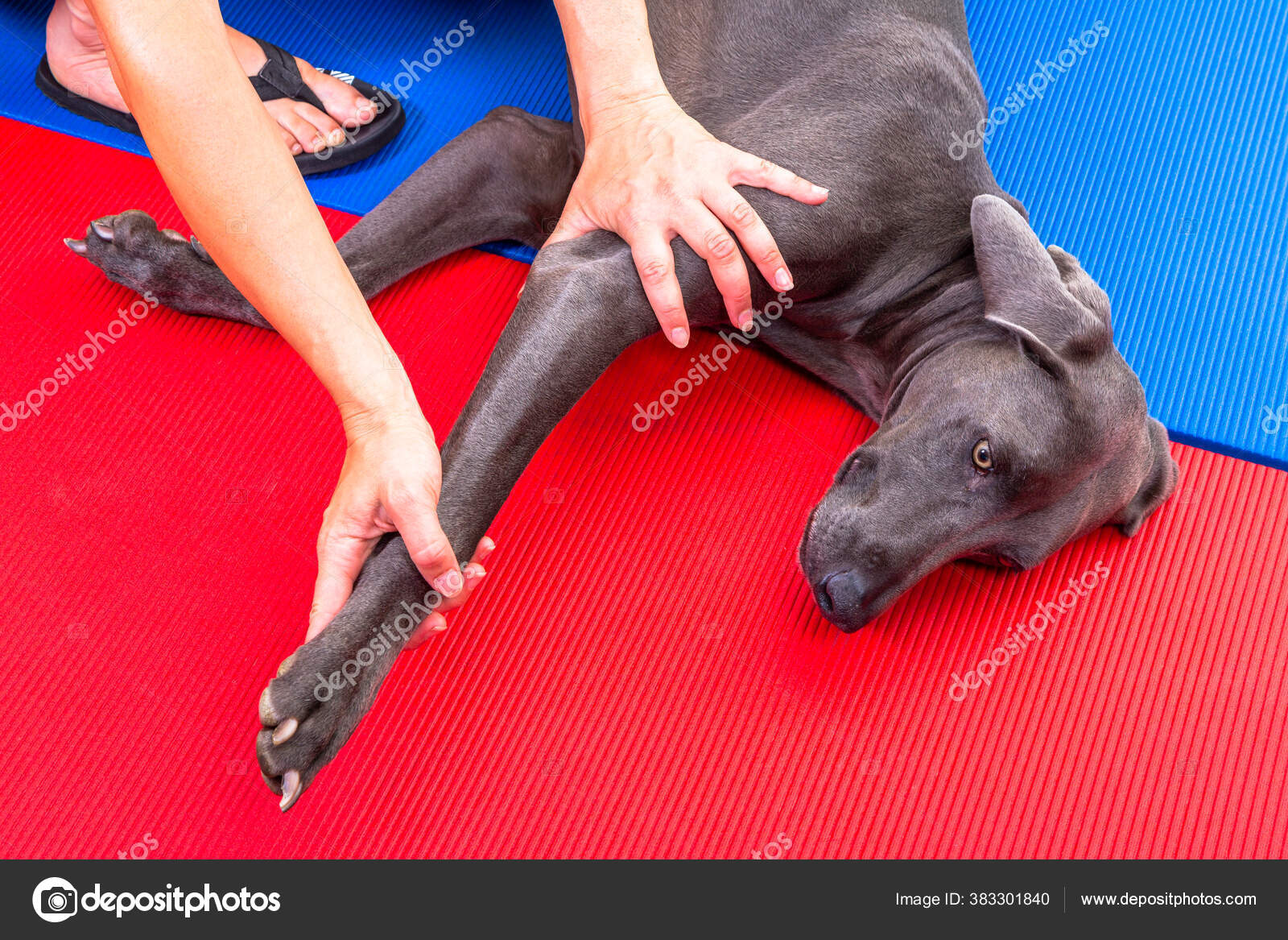 Stretching Leg Dog Physical Therapy — Stock Photo © ms-grafixx #383301840