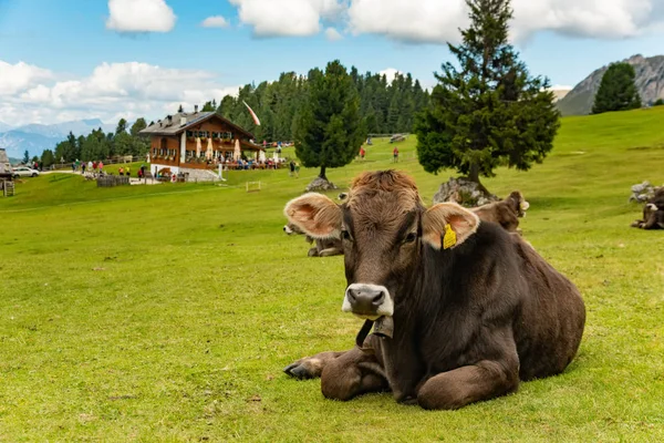 Vaca acostada fotos de stock, imágenes de Vaca acostada sin royalties ...