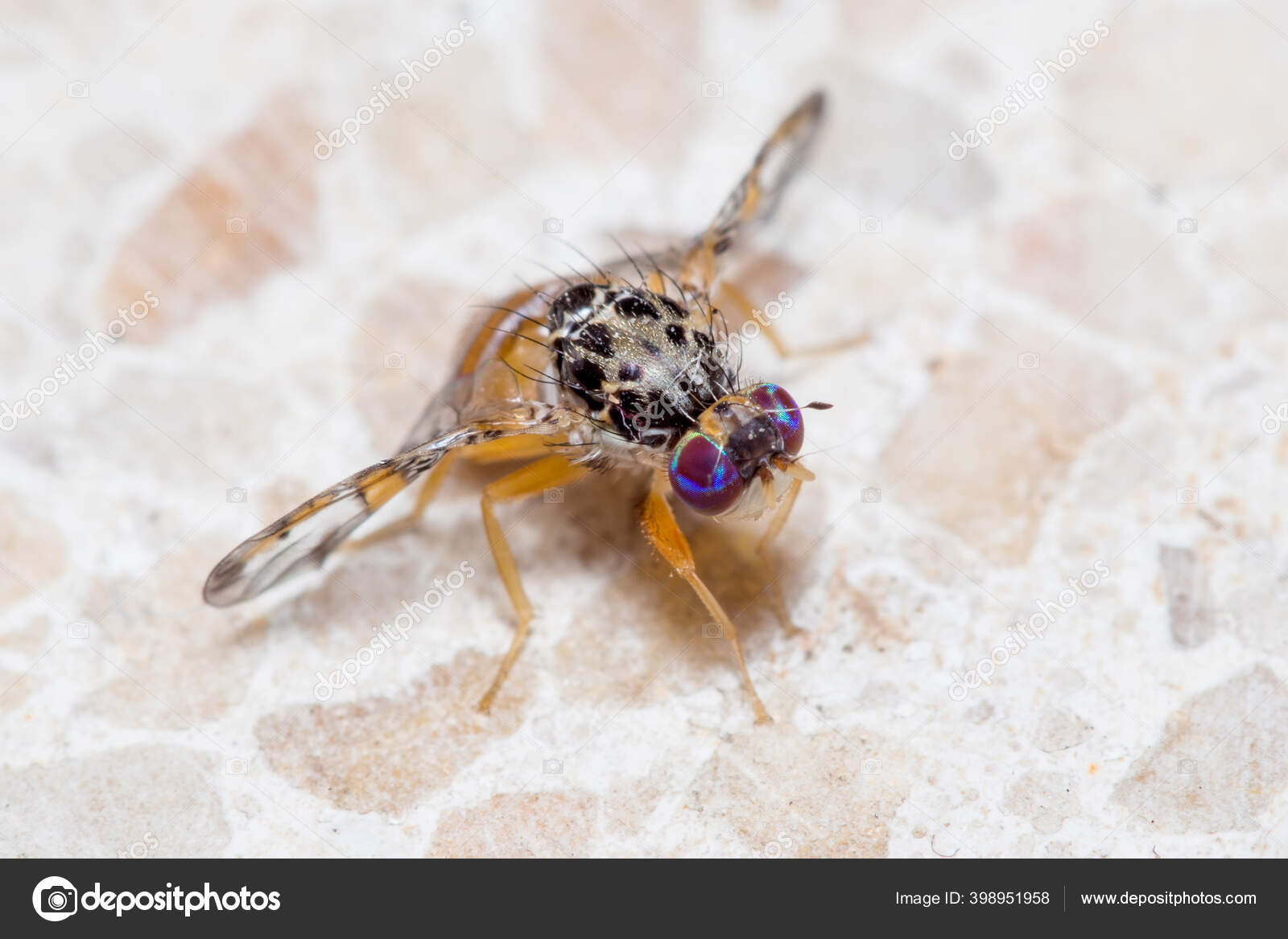 Mediterranean fruit fly, Ceratitis capitata, posed on the floor Stock ...