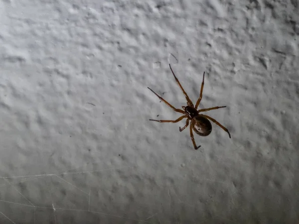 Dead spider Stock Photos, Royalty Free Dead spider Images | Depositphotos