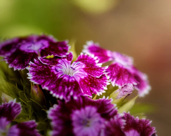 Turkish carnation flowers close-up, in a natural environment, selective ...