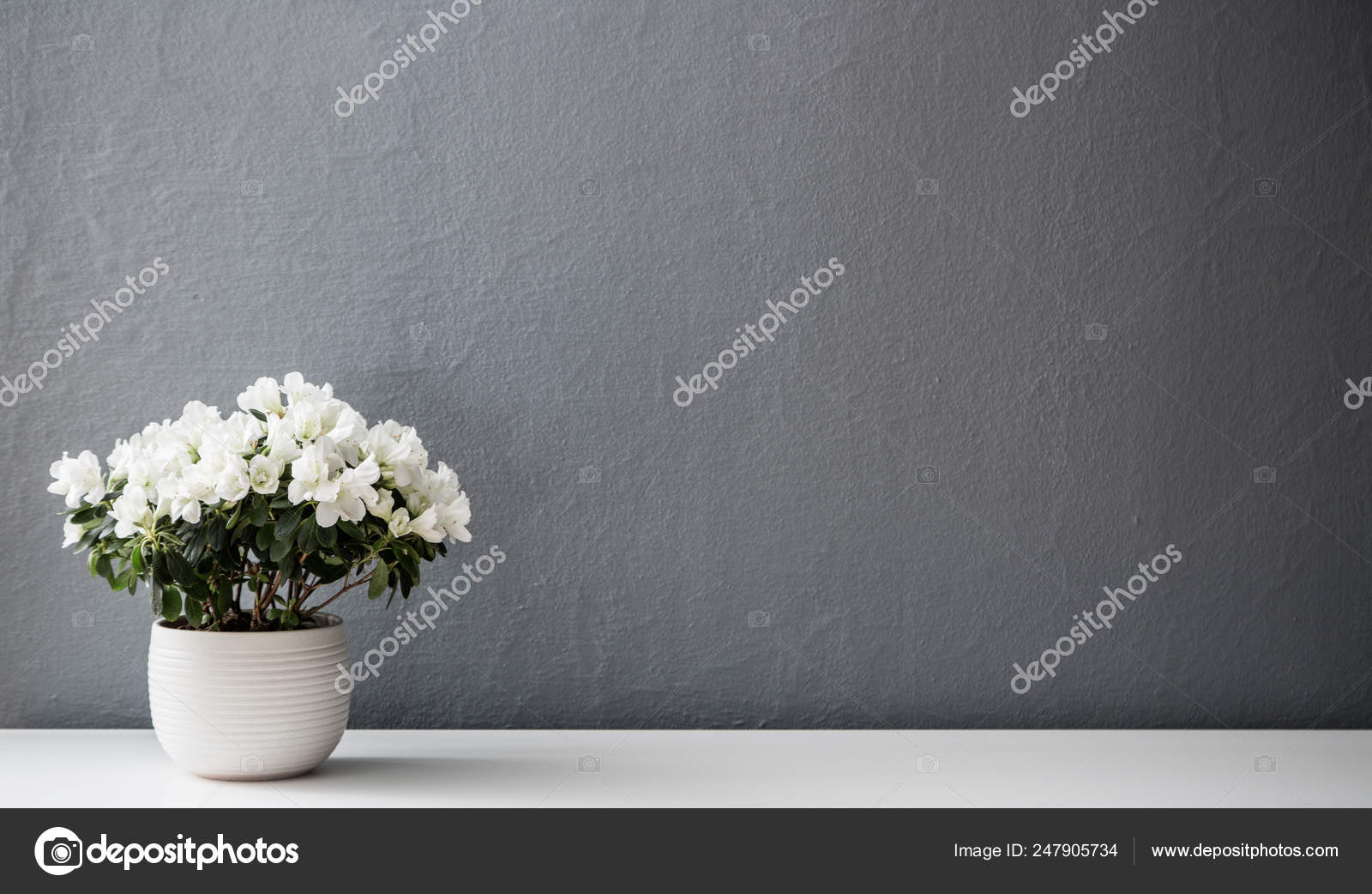 Azalea dwarf white plant in white pot — Stock Photo © jrp_studio #247905734