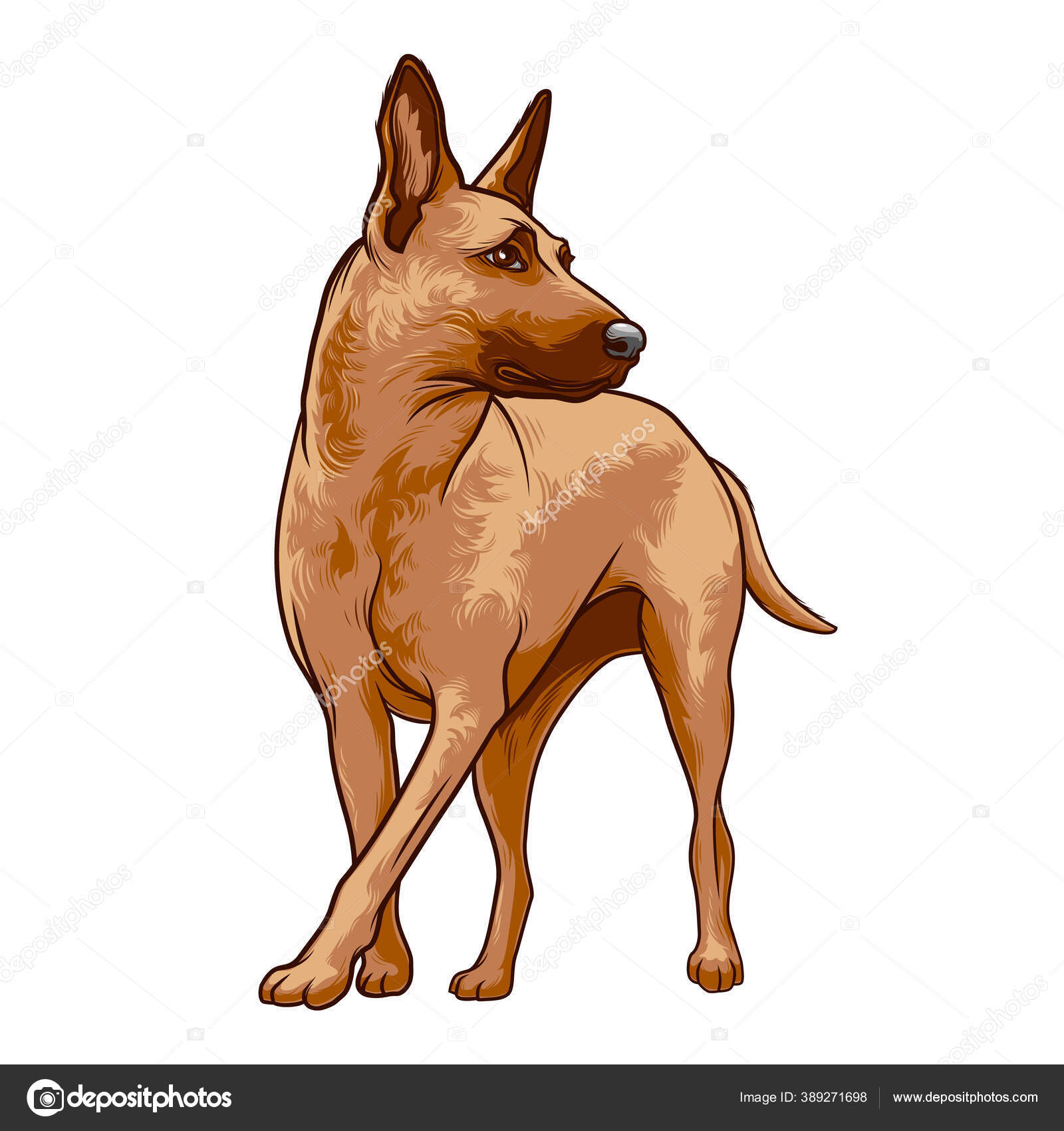 Dog Breed Belgian Malinois Vector Illustration White Background Stock ...