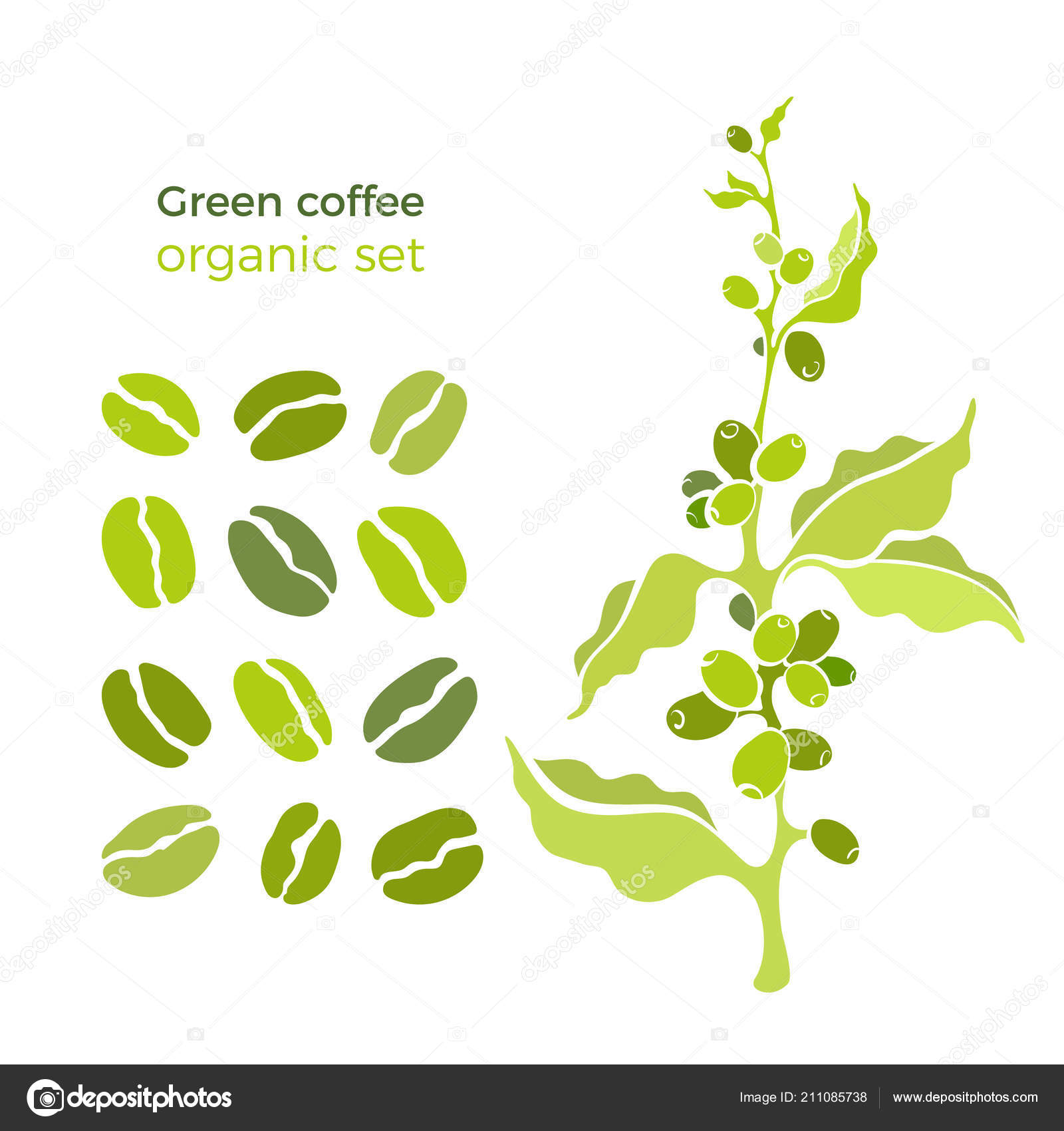 Vector Natural Set Coffee Tree Green Bean Berry Grain Organic Stock ...