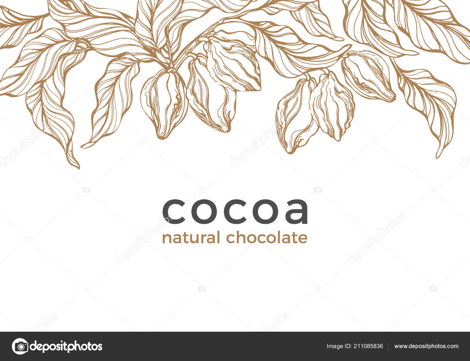 Vector Template Cocoa Tree Bean Berry Grain Fruit Natural Chocolate ...