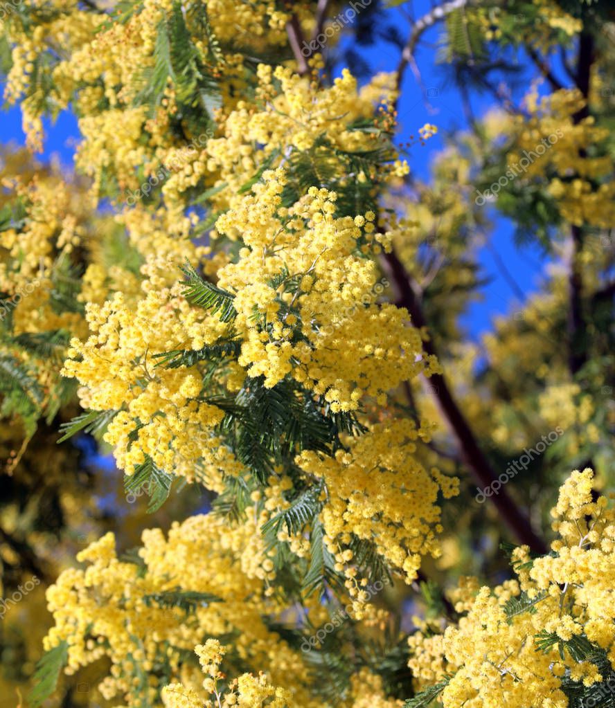 Flores amarillas llamadas Mimosa de Árbol de Acacia también llamadas ...