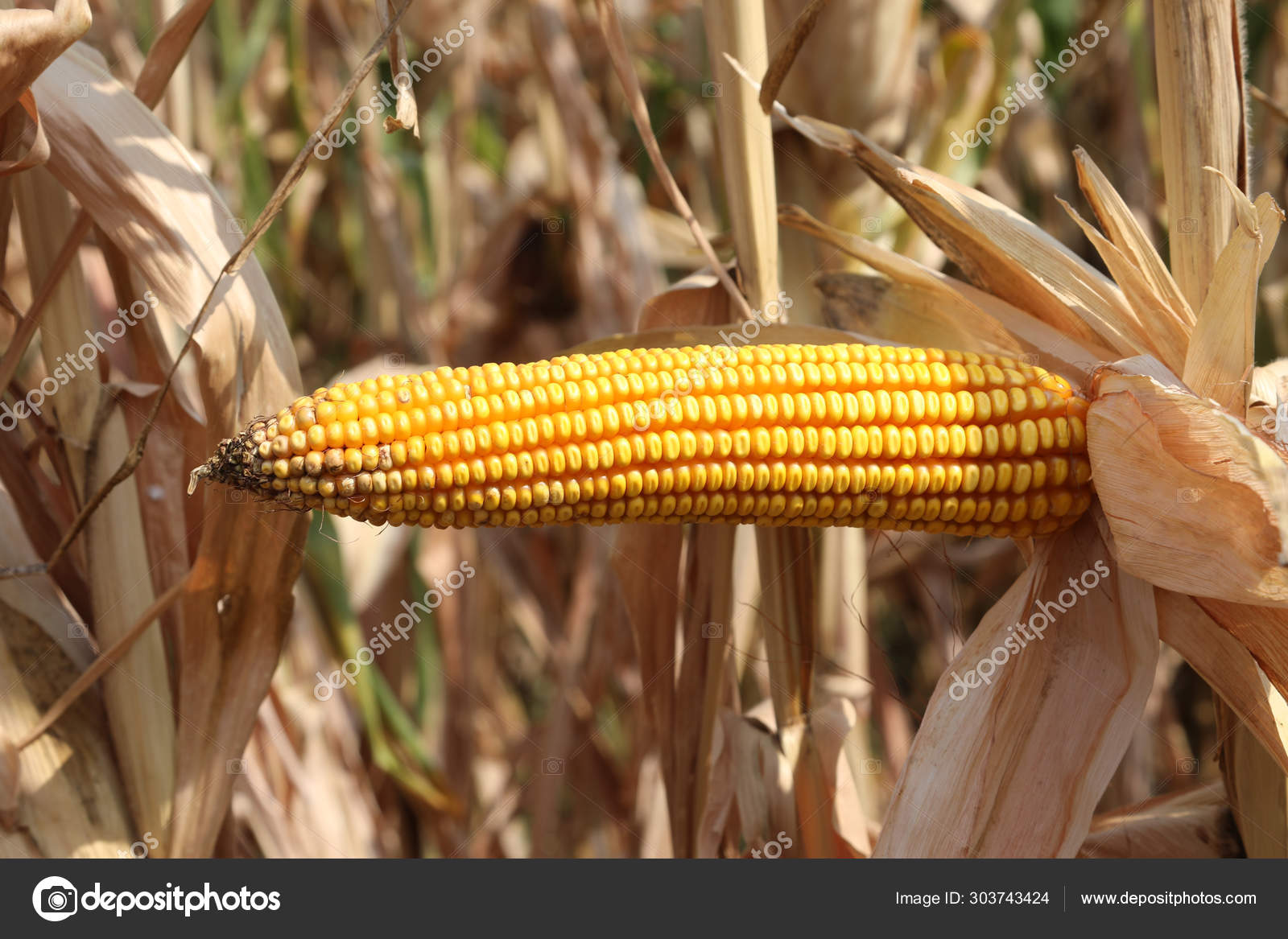 Vey long corn cob with yellow seeds — Stock Photo © ChiccoDodiFC #303743424