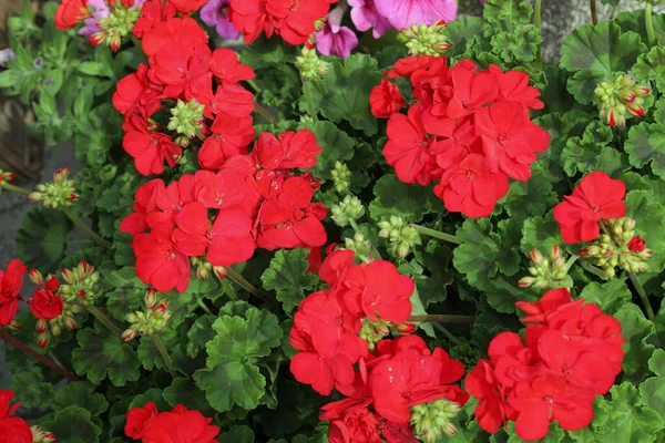 Red geraniums on the balcony Stock Photos, Royalty Free Red geraniums ...