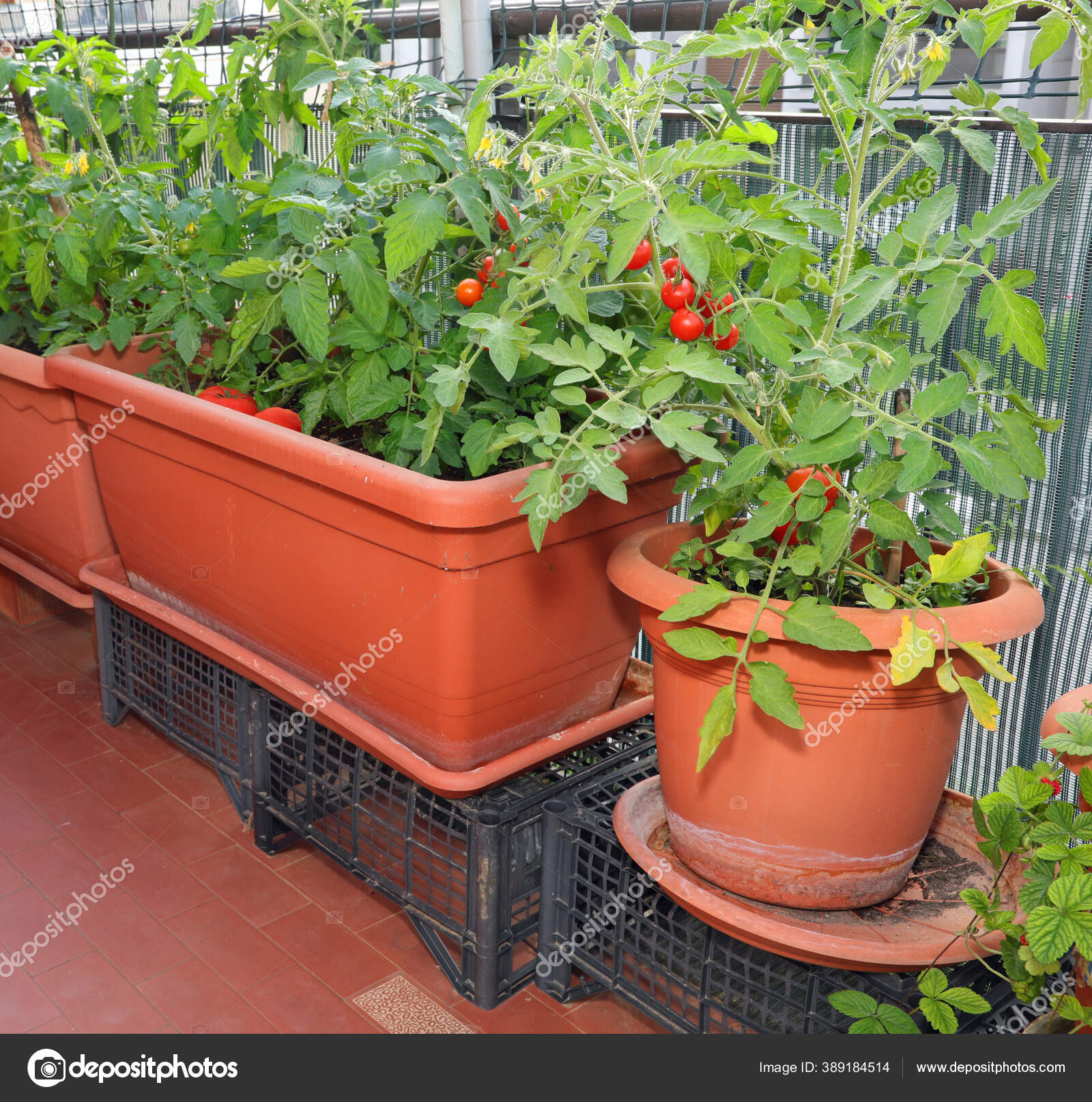 Urban Vegetable Garden Growing Vegetables Large Flower Pots Terraces ...