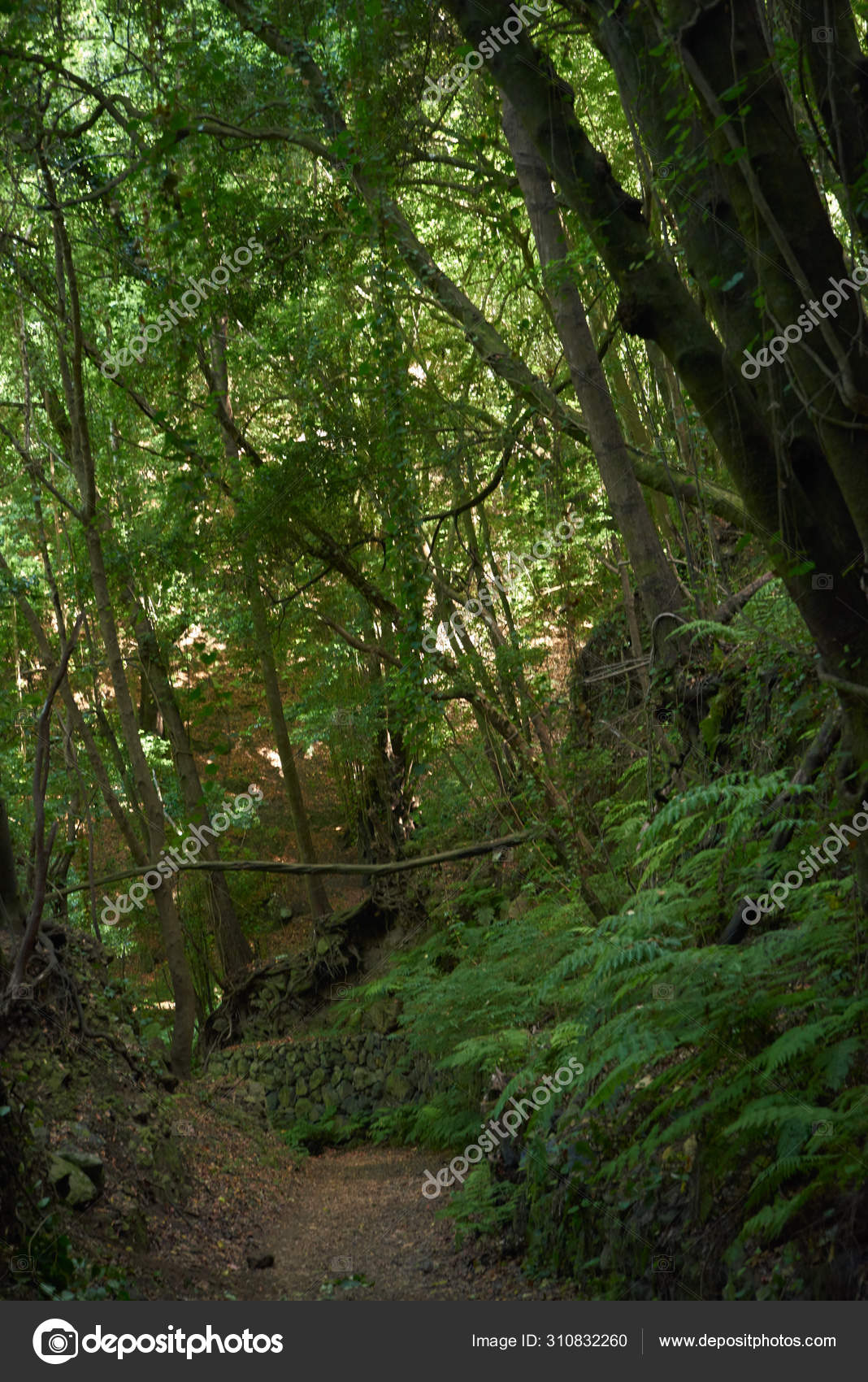 Small rocky path in a tree filled forest Stock Photo by ©pablocalvog ...