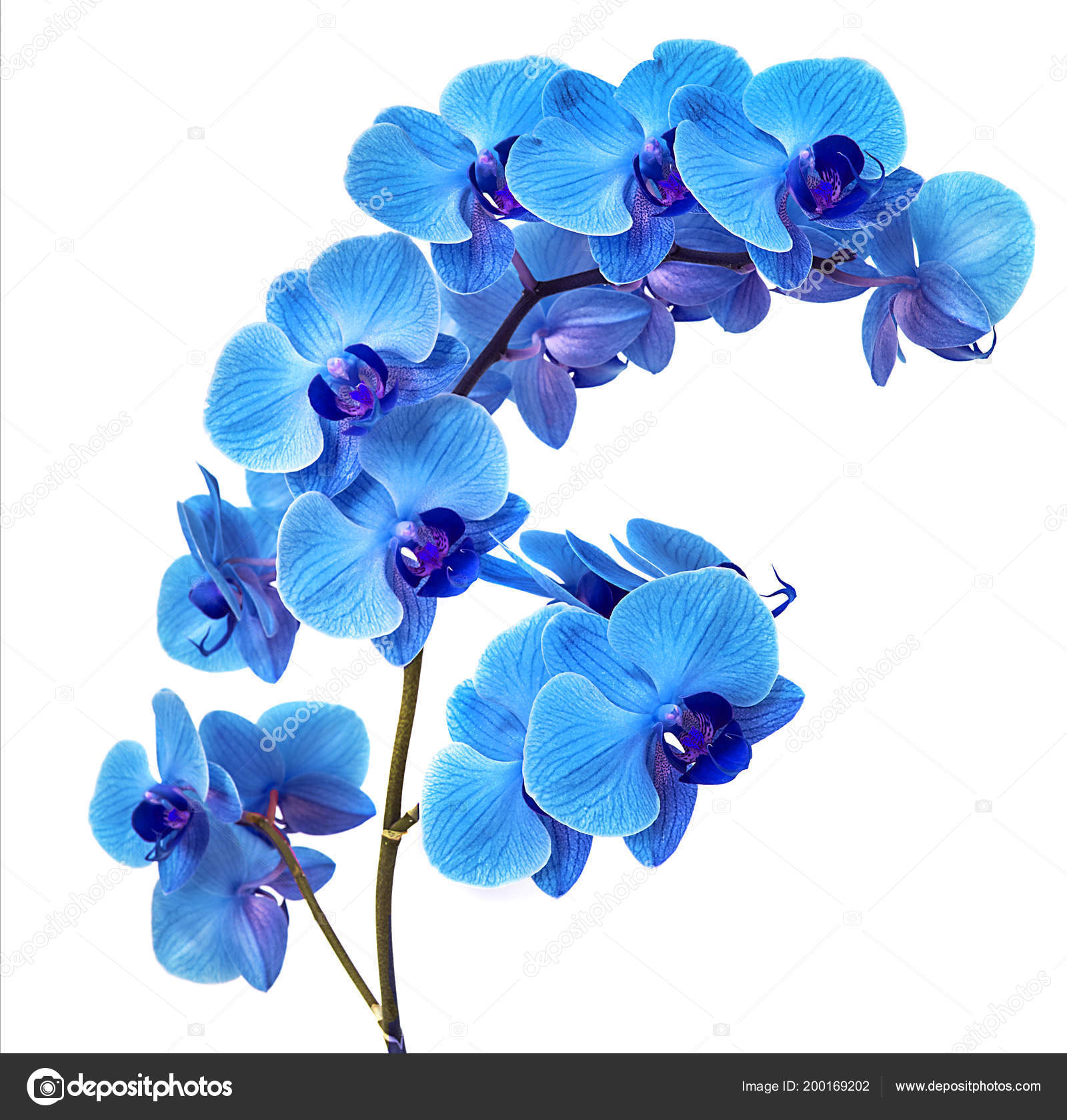 Flower Orchid Blue