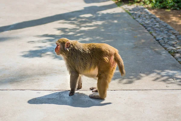 monkeys running around in the jungle, eating. small and big plays and ...