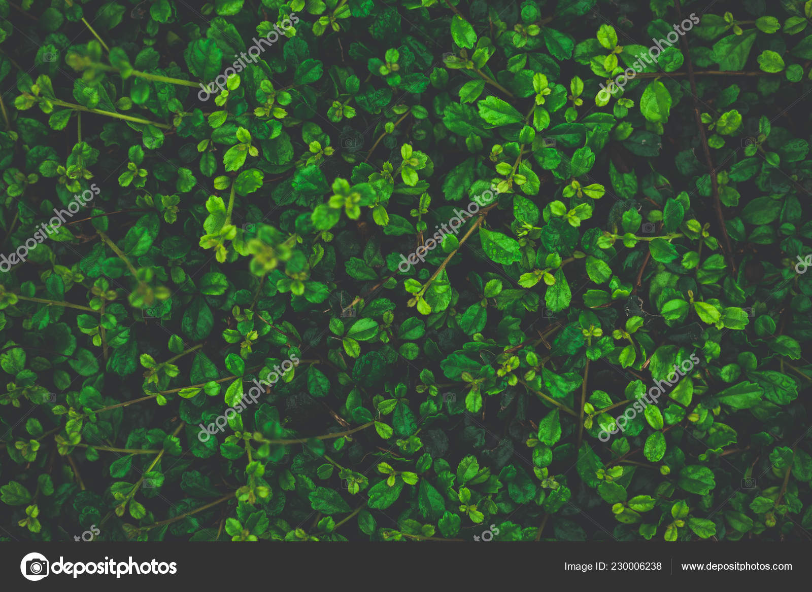Dark Green Tree Leaves