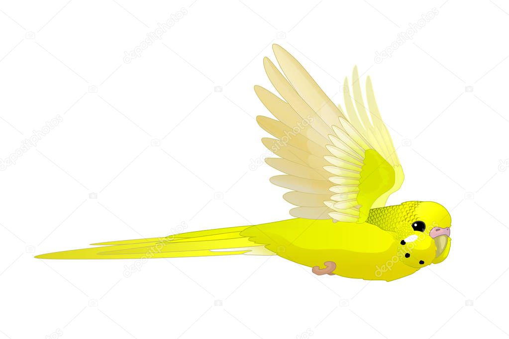 Vector Dibujos Animados Animal Clipart Periquito Volador Vector de ...