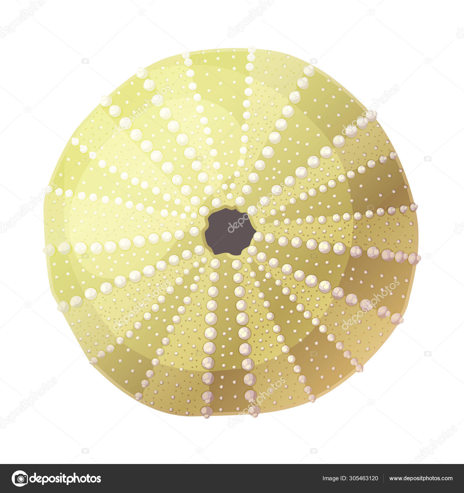 Vector sea beach object clipart Stock Vector by ©Vetra_Kori 305463120