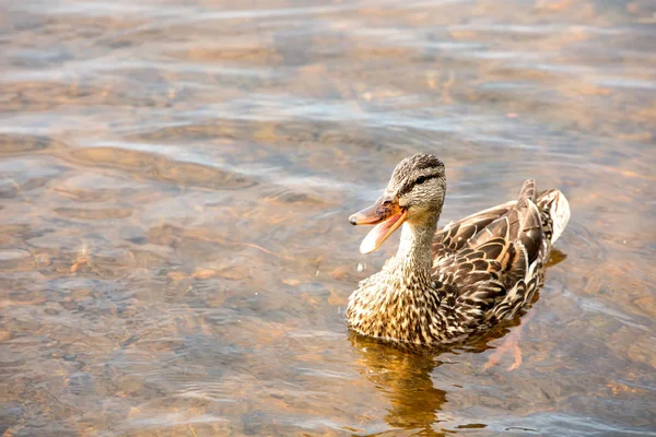 Bouche de canard Stock Photos, Royalty Free Bouche de canard Images ...