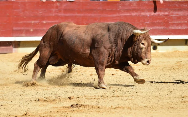 Bucking bull Stock Photos, Royalty Free Bucking bull Images | Depositphotos