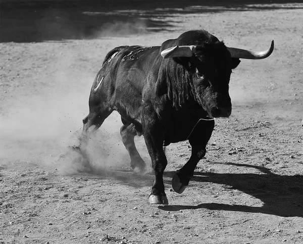 Dead bull Stock Photos, Royalty Free Dead bull Images | Depositphotos