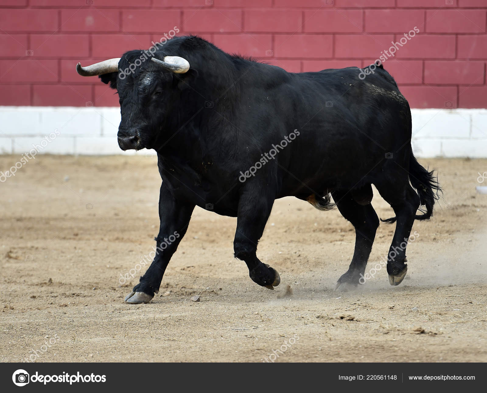 Sort Tyr Spanien Med Store Horn — Stock-foto © albertoclemares.hotmail ...