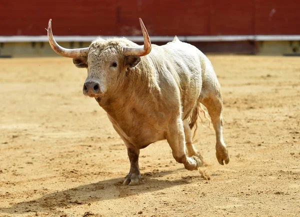 White color bull Stock Photos, Royalty Free White color bull Images ...