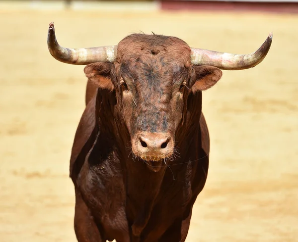 Angry bull Stock Photos, Royalty Free Angry bull Images | Depositphotos