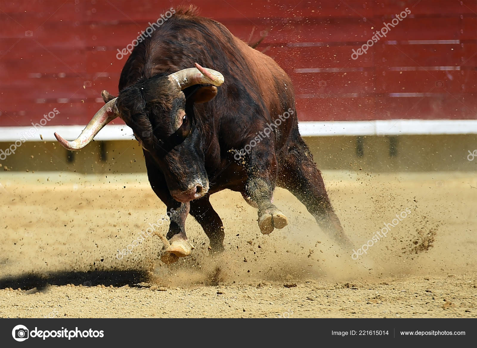 Spanish Bull Charging