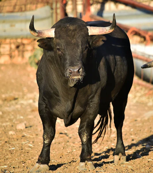 Cape buffalo male Stock Photos, Royalty Free Cape buffalo male Images ...