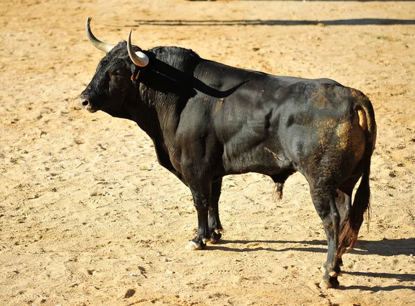 Bull livestock breeding Stock Photos, Royalty Free Bull livestock ...