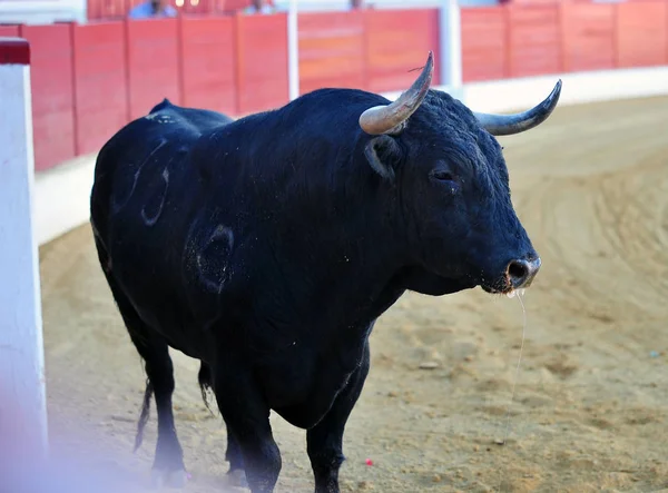 Bull nose Stock Photos, Royalty Free Bull nose Images | Depositphotos