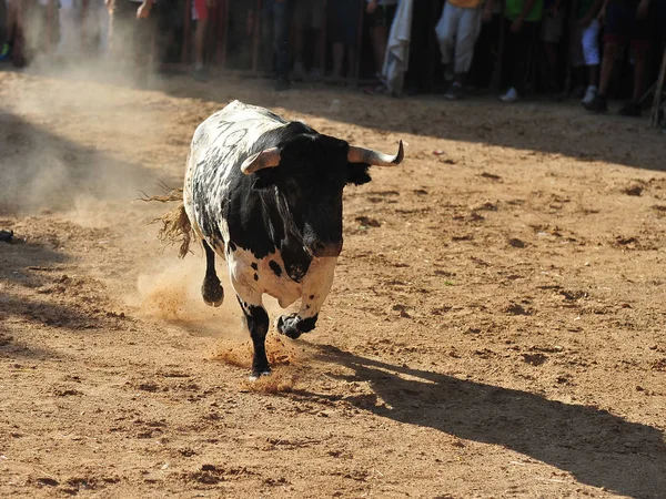 Raza de la vaca fotos de stock, imágenes de Raza de la vaca sin ...