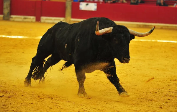 Bull fighting ring Stock Photos, Royalty Free Bull fighting ring Images ...