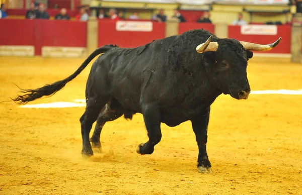Spanish bull Stock Photos, Royalty Free Spanish bull Images | Depositphotos