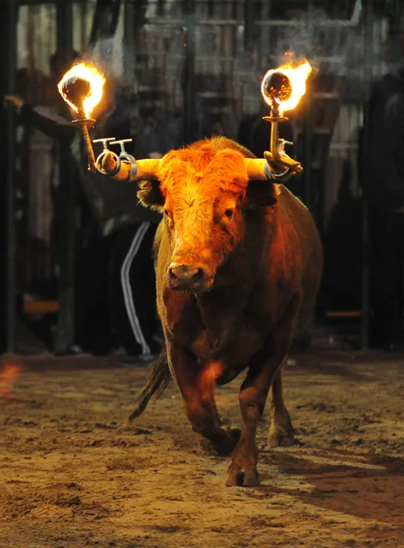 Fotos de Toro de fuego, Imagens de Toro de fuego sem royalties ...