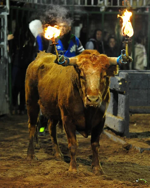 Bull racing Stock Photos, Royalty Free Bull racing Images | Depositphotos