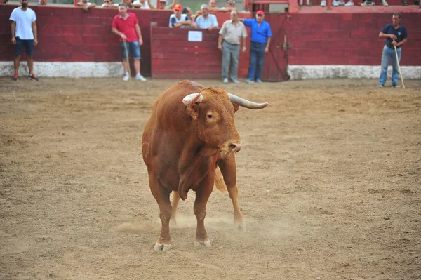 Carrera de toros tradicional Stock Photos, Royalty Free Carrera de ...