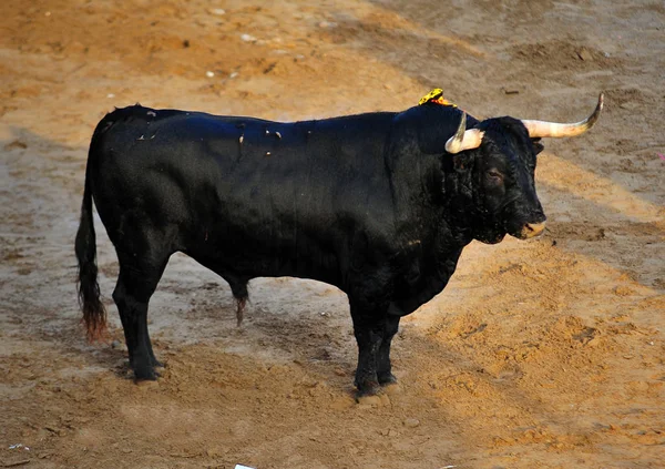 Spanish beef cattle Stock Photos, Royalty Free Spanish beef cattle ...