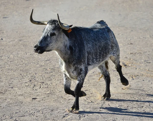 Israel cattle Stock Photos, Royalty Free Israel cattle Images ...